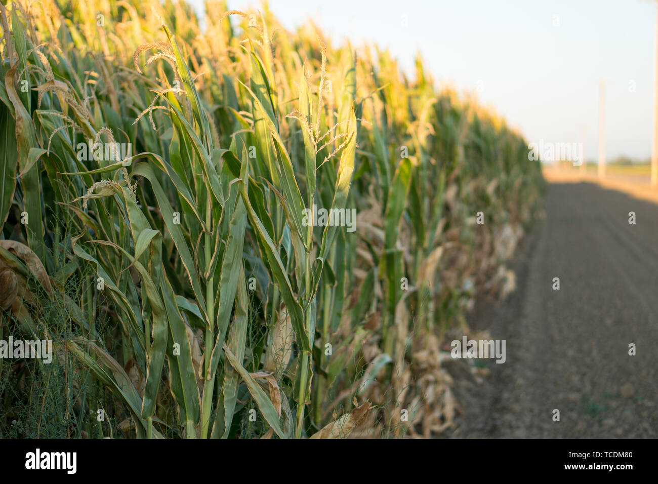 Tight rows hi-res stock photography and images - Alamy