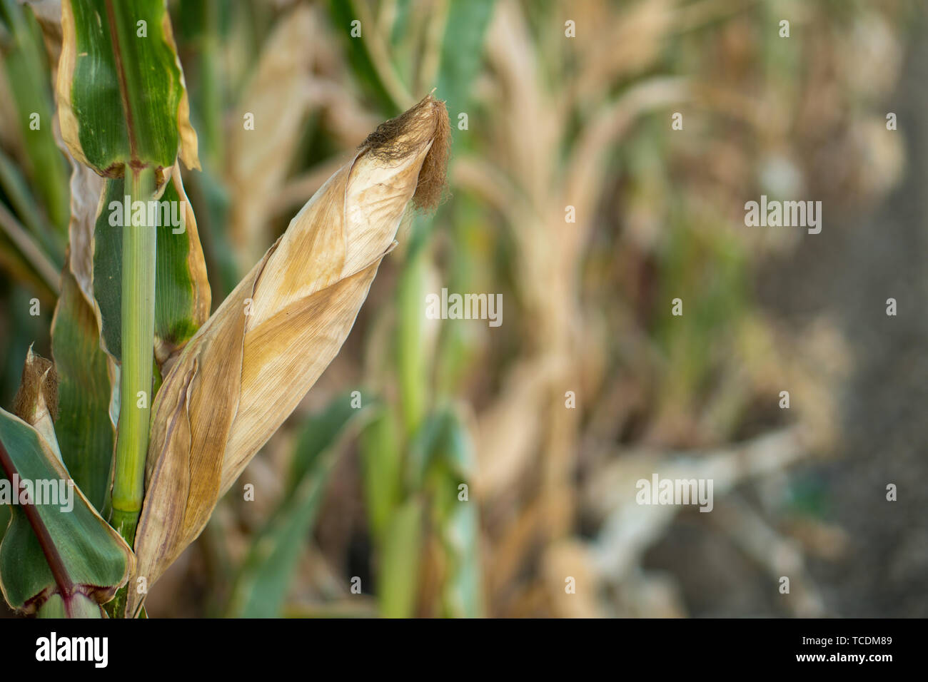 row corn cob on stalk Stock Photo - Alamy
