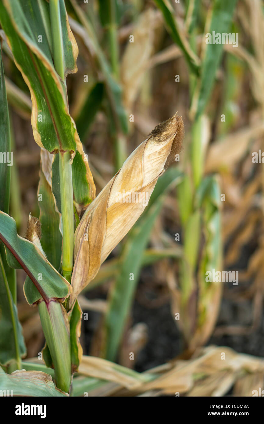 row corn cob on stalk Stock Photo - Alamy