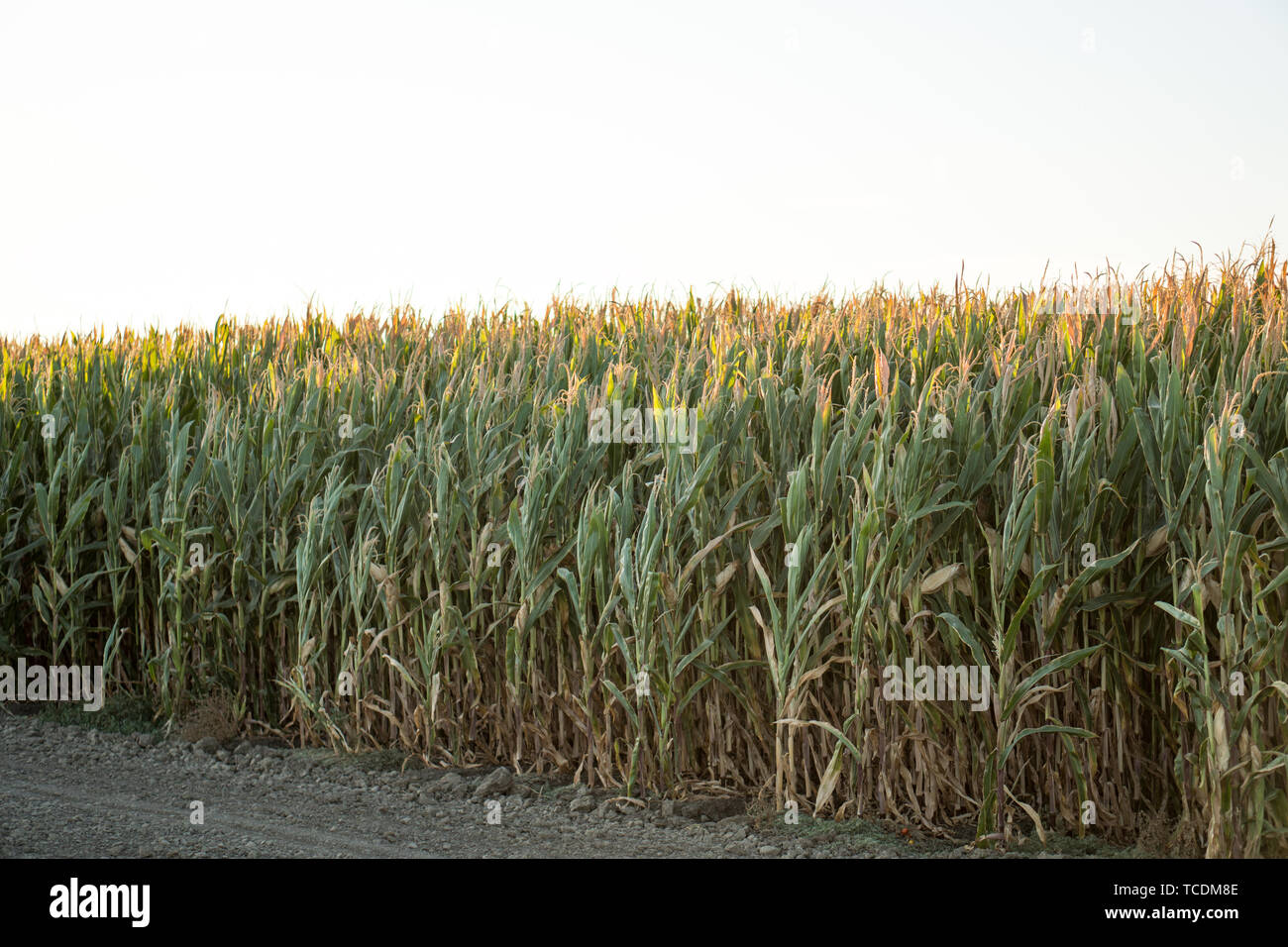 Sun behind row of corn in field Stock Photo - Alamy