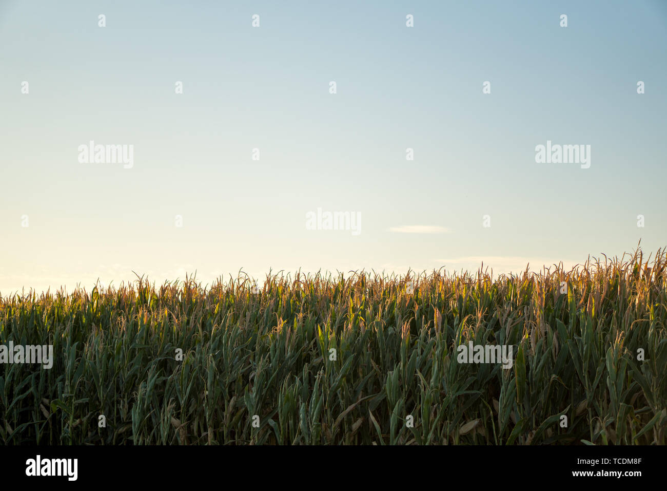Tight rows hi-res stock photography and images - Alamy