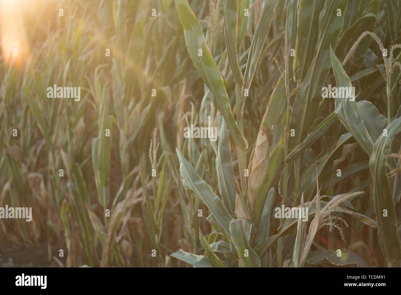 Sun through the corn field Stock Photo - Alamy