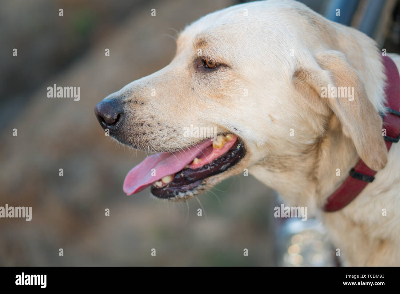 yellow labrador retriever panting heavily Stock Photo - Alamy