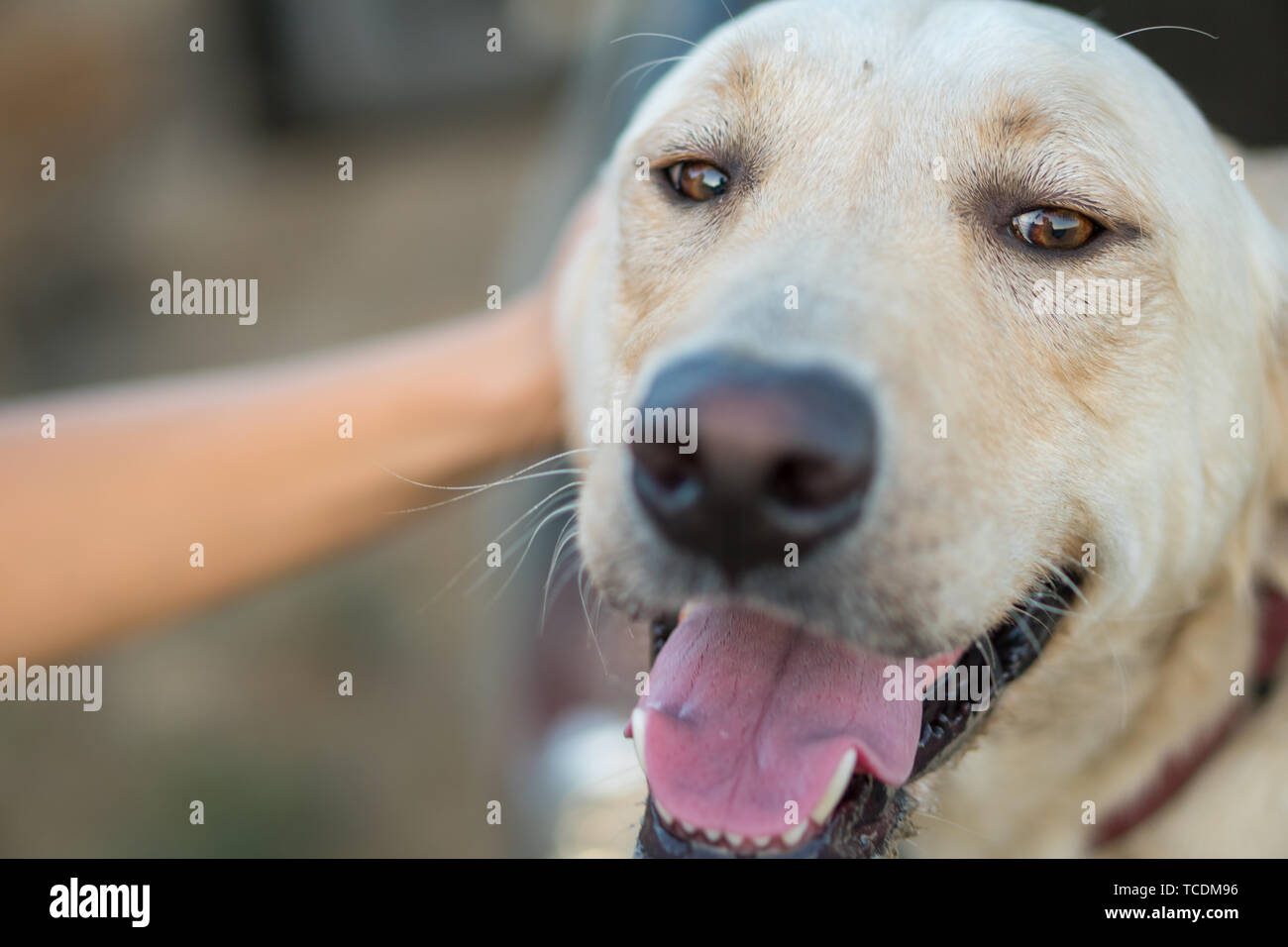 yellow labrador retriever panting heavily Stock Photo - Alamy