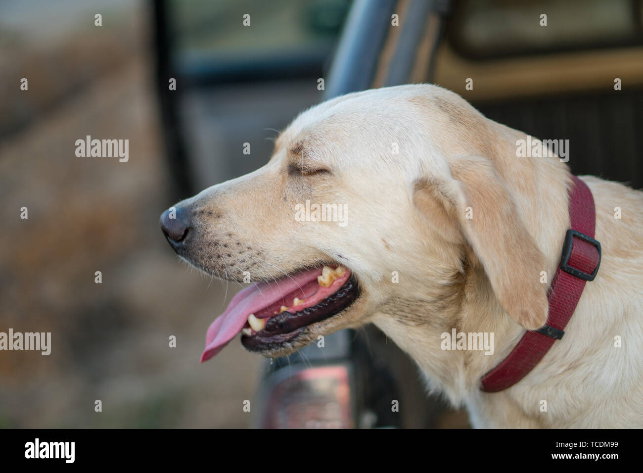 yellow labrador retriever panting heavily Stock Photo - Alamy