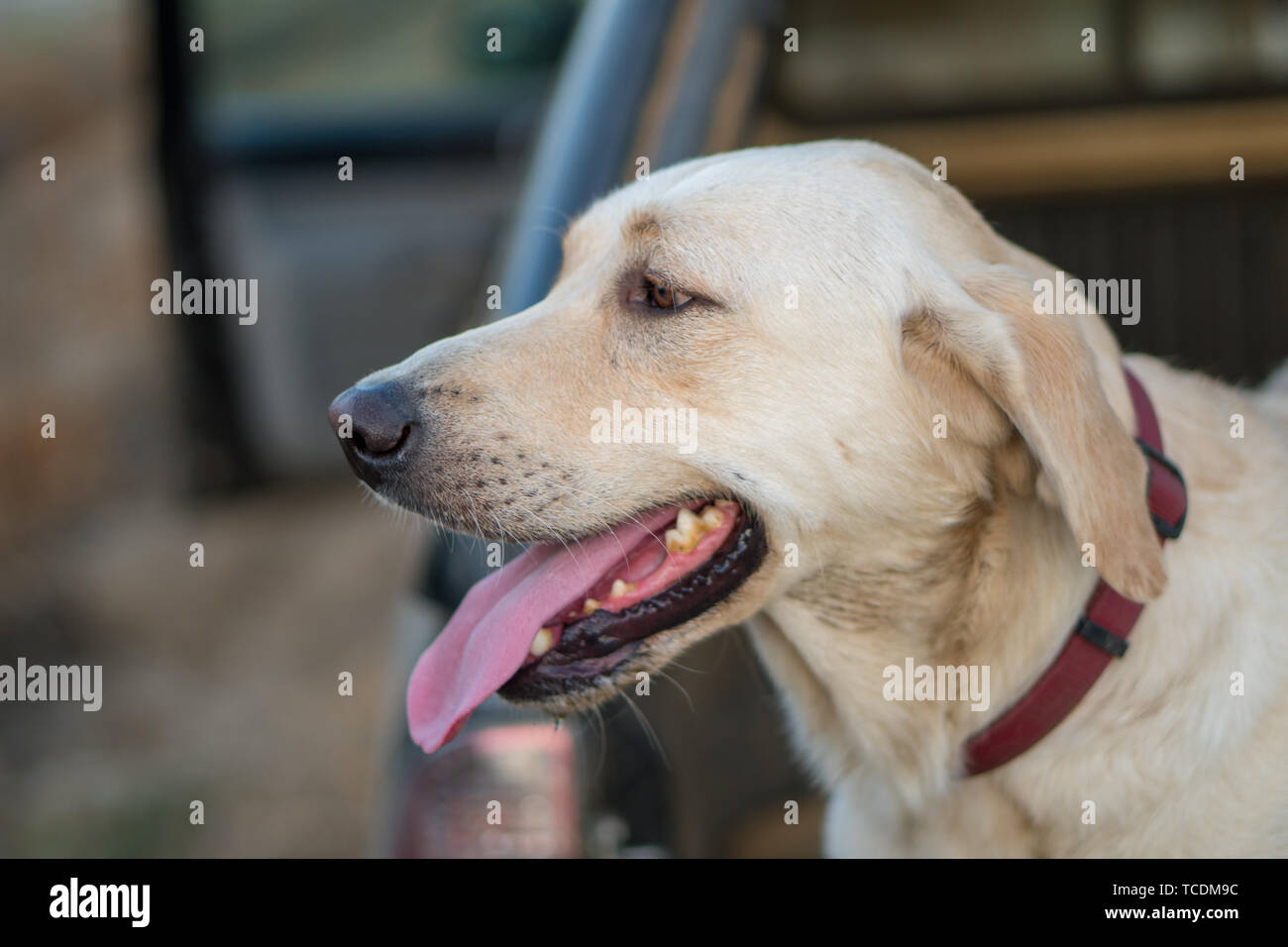 yellow labrador retriever panting heavily Stock Photo - Alamy