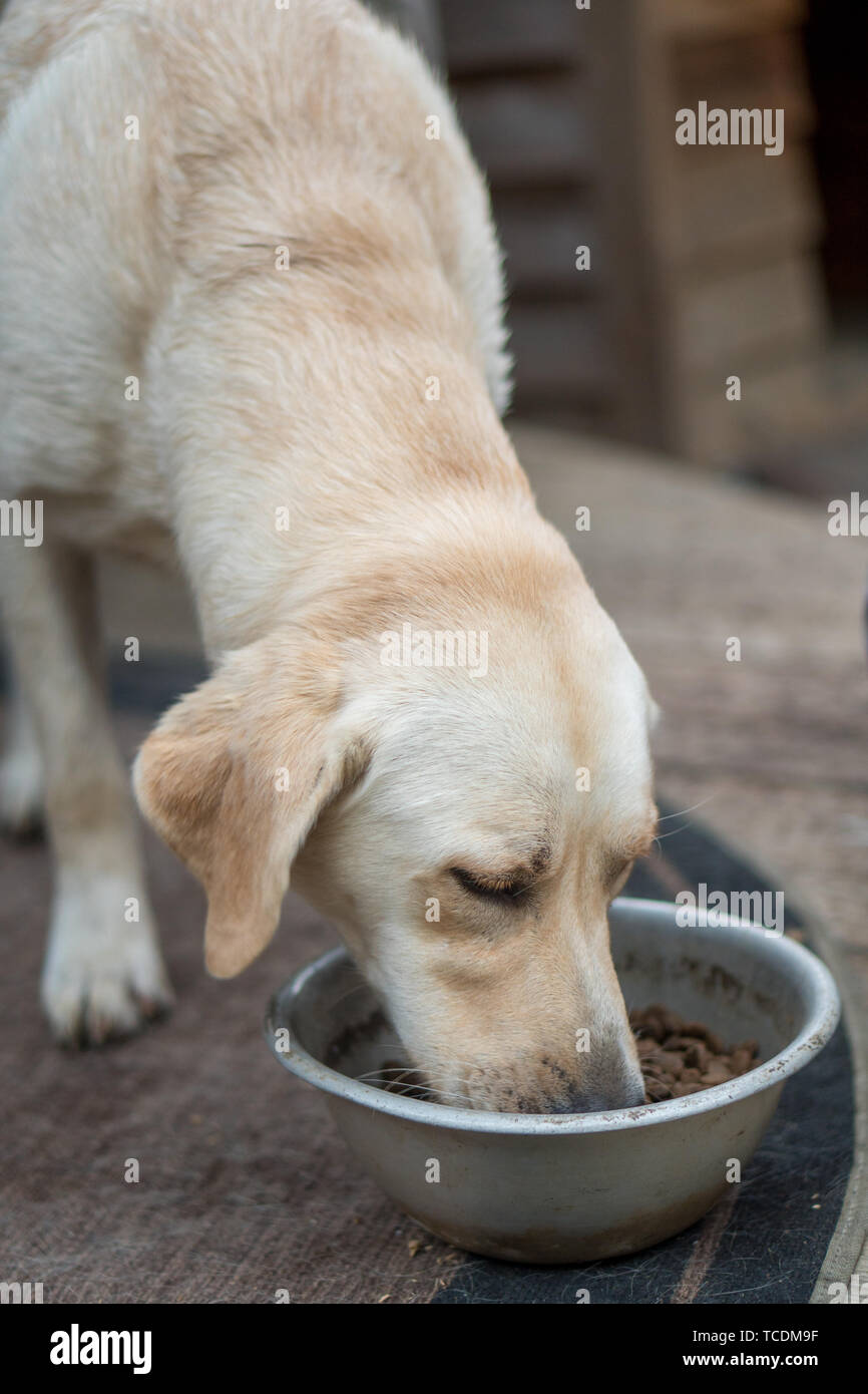 Lab dog eating hi-res stock photography and images - Alamy
