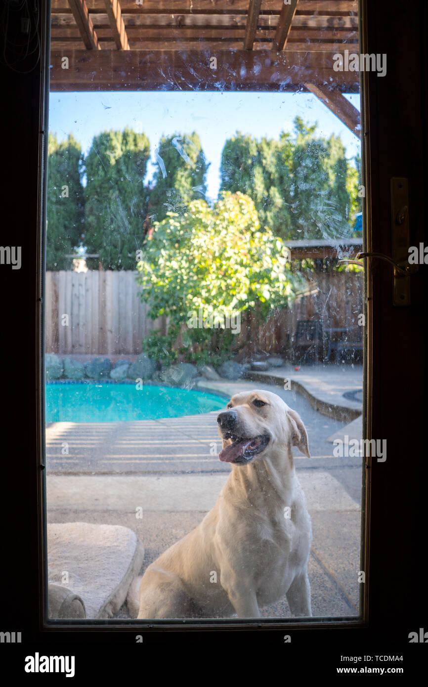 Yellow labrador retriever waiting by back door Stock Photo - Alamy