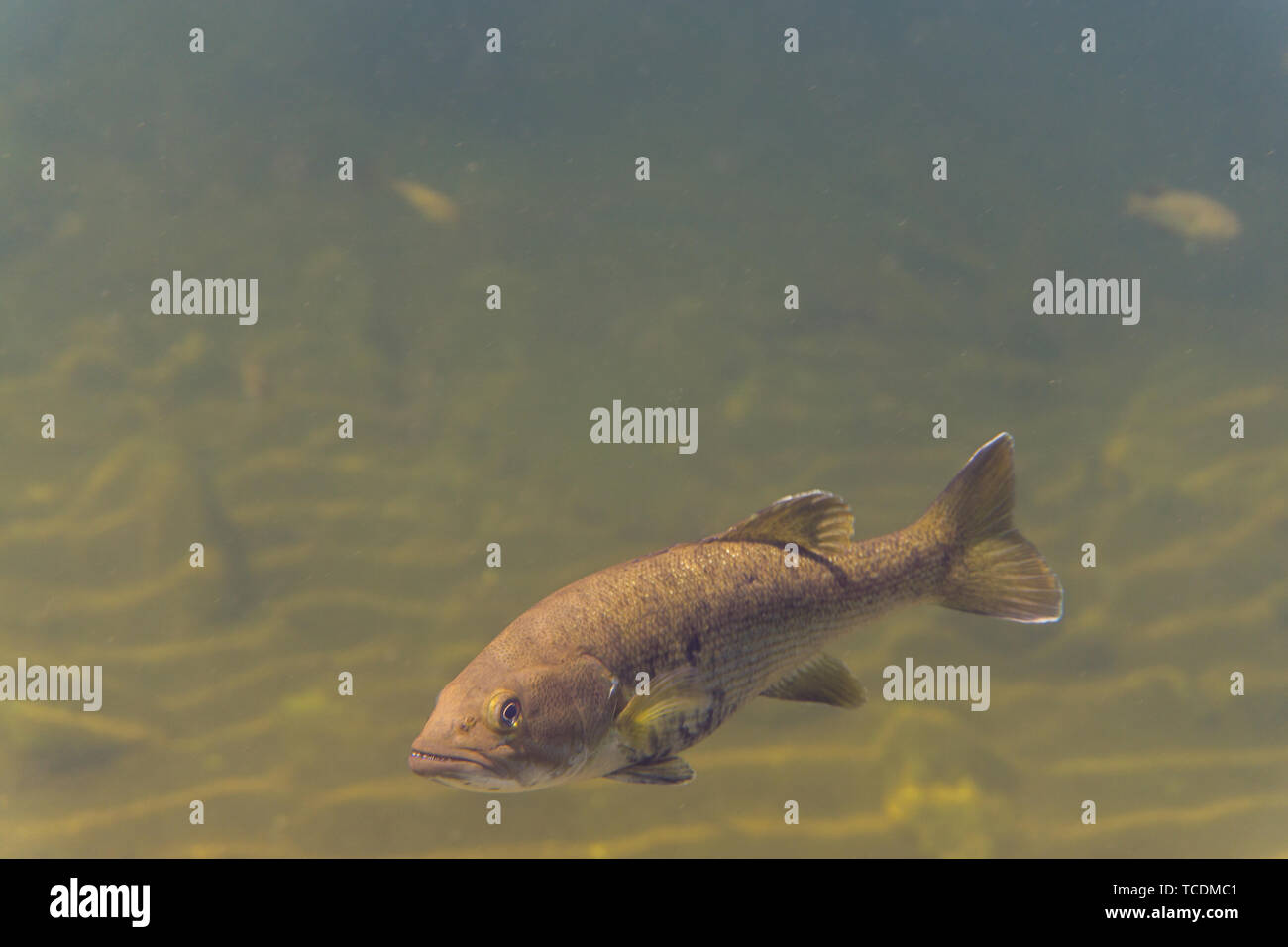 Small mouth bass underwater in natural habitat Stock Photo - Alamy