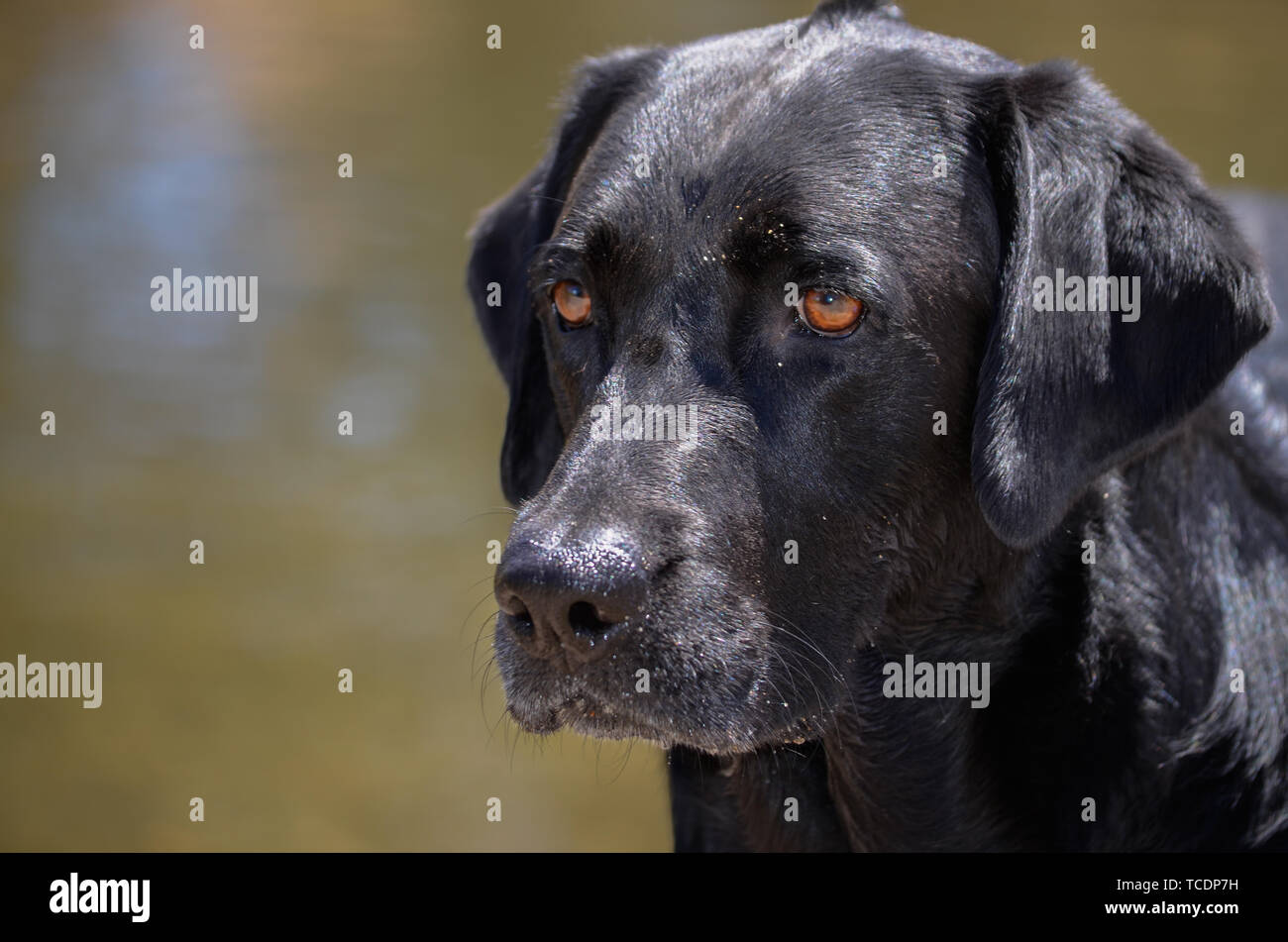 Black lab dog hi-res stock photography and images - Alamy
