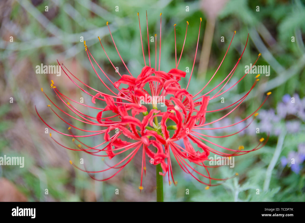 red flower with long stamen Stock Photo - Alamy