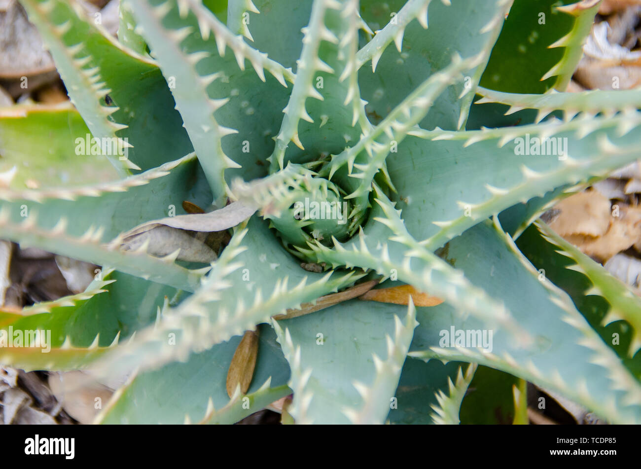 Spiny aloe hi-res stock photography and images - Alamy