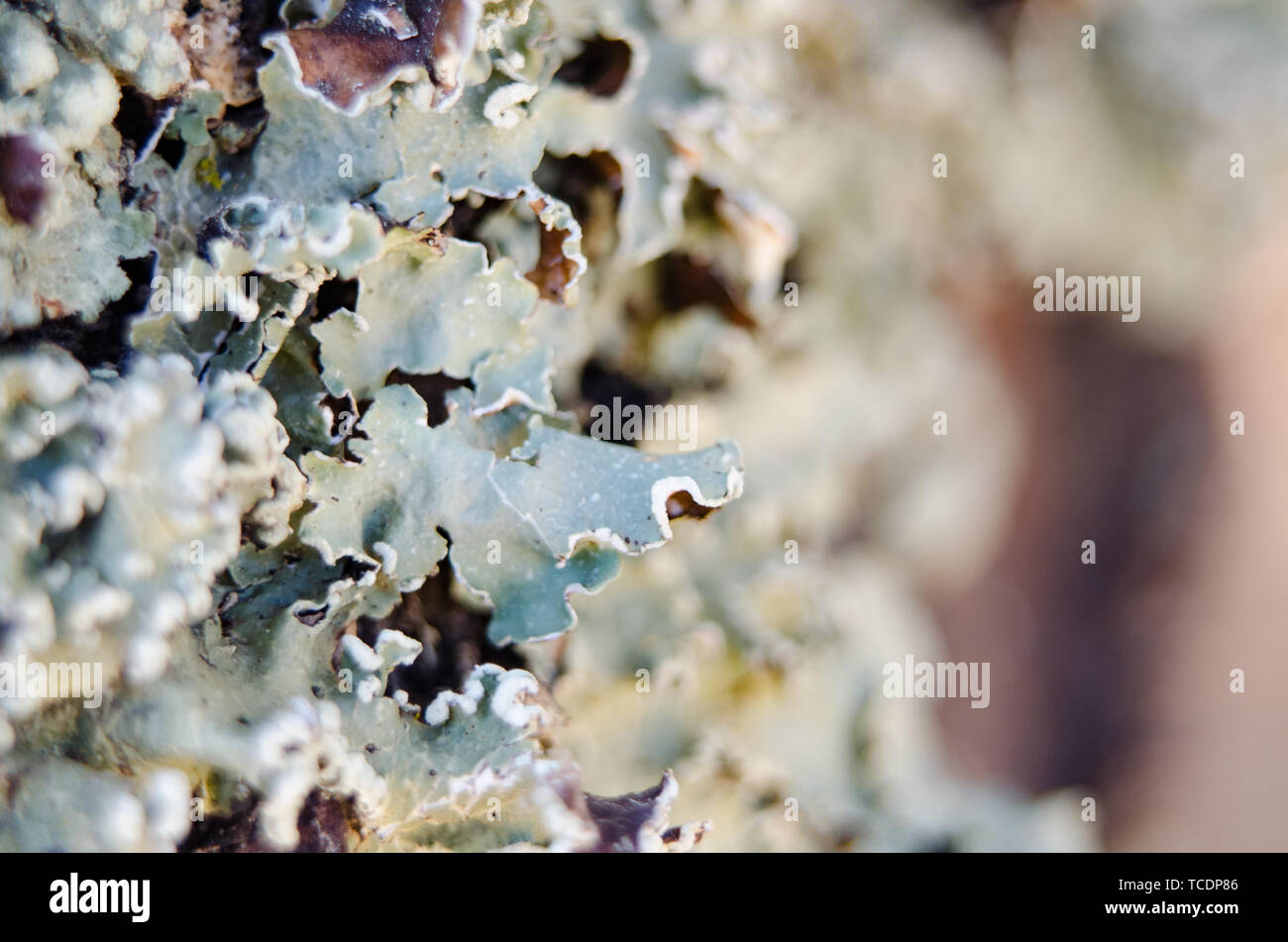 Organisms growth pattern hi-res stock photography and images - Alamy