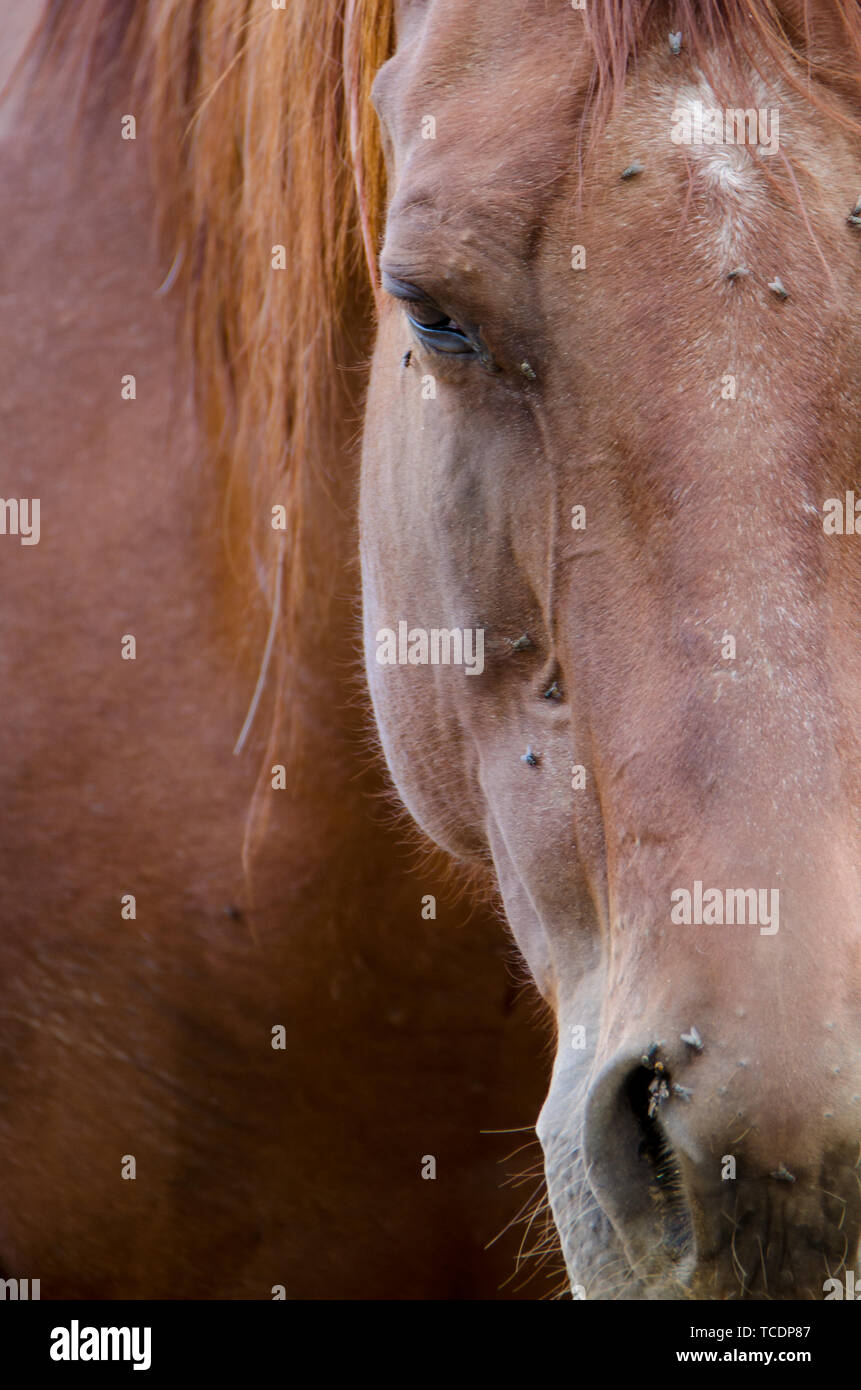 Horse face close up hi-res stock photography and images - Alamy