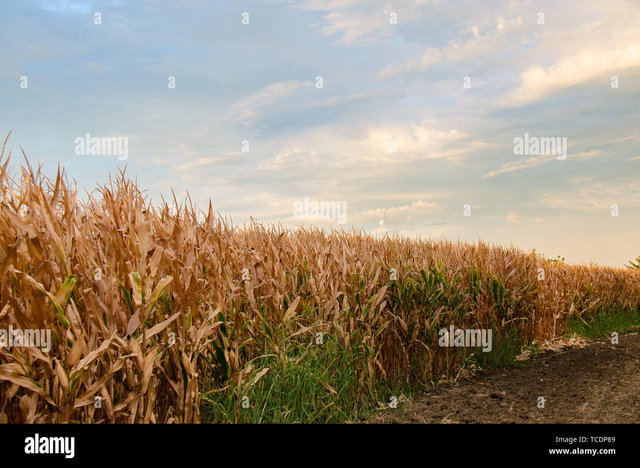 dry corn field crop Stock Photo - Alamy