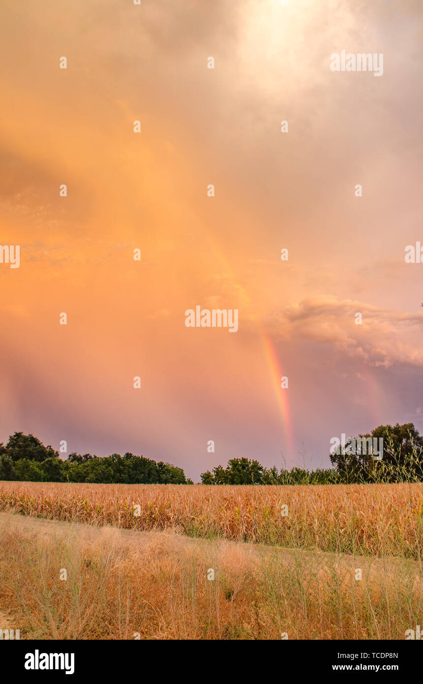rain storm over dry corn field crop Stock Photo - Alamy