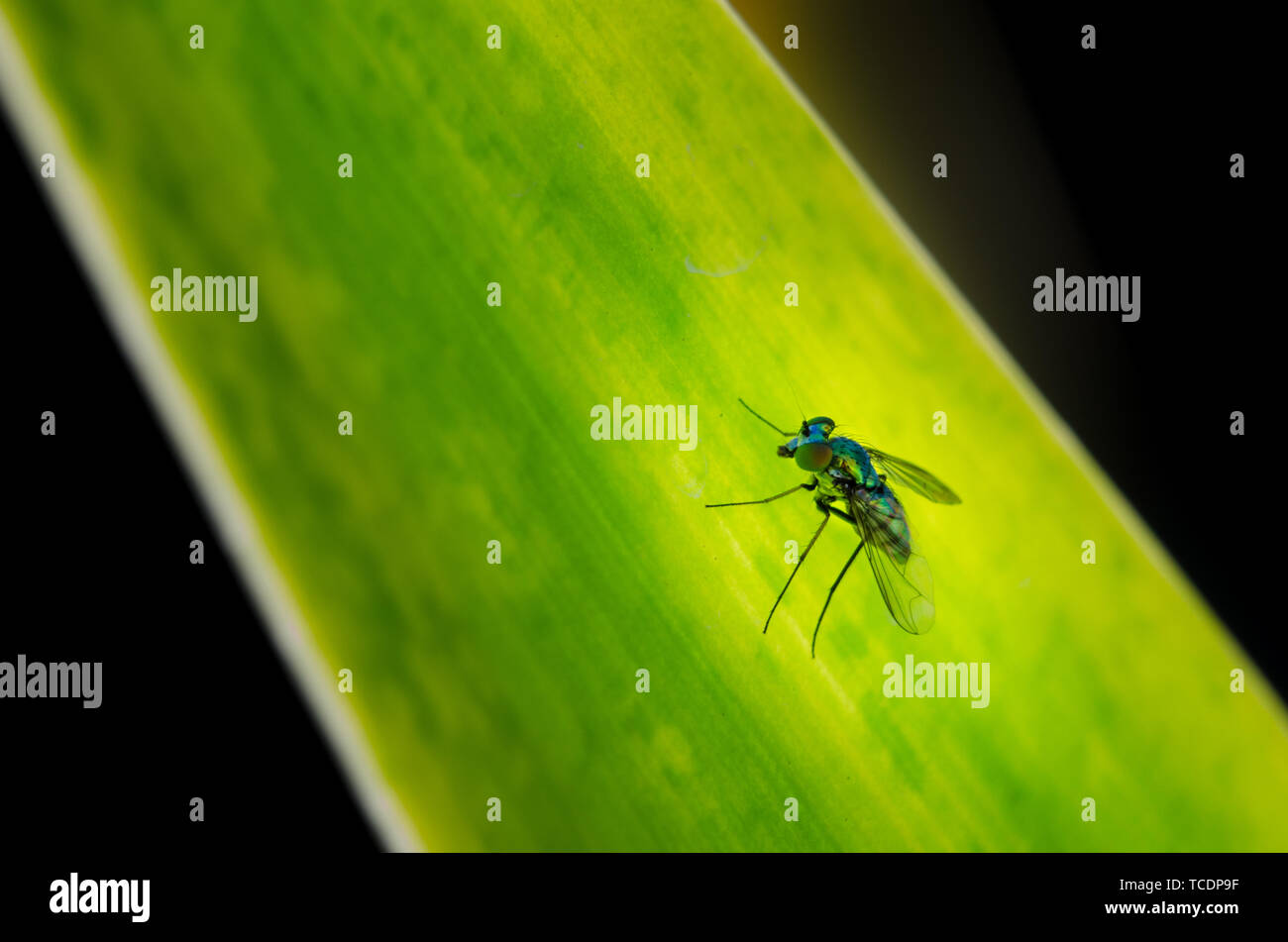 Fly, bug, landed, leaf, standing, glowing Stock Photo - Alamy