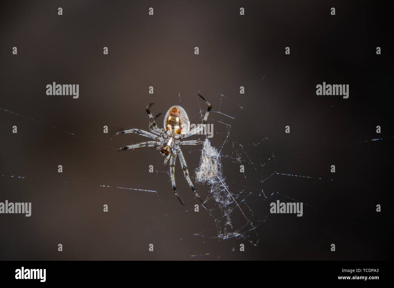Grey spider hi-res stock photography and images - Alamy