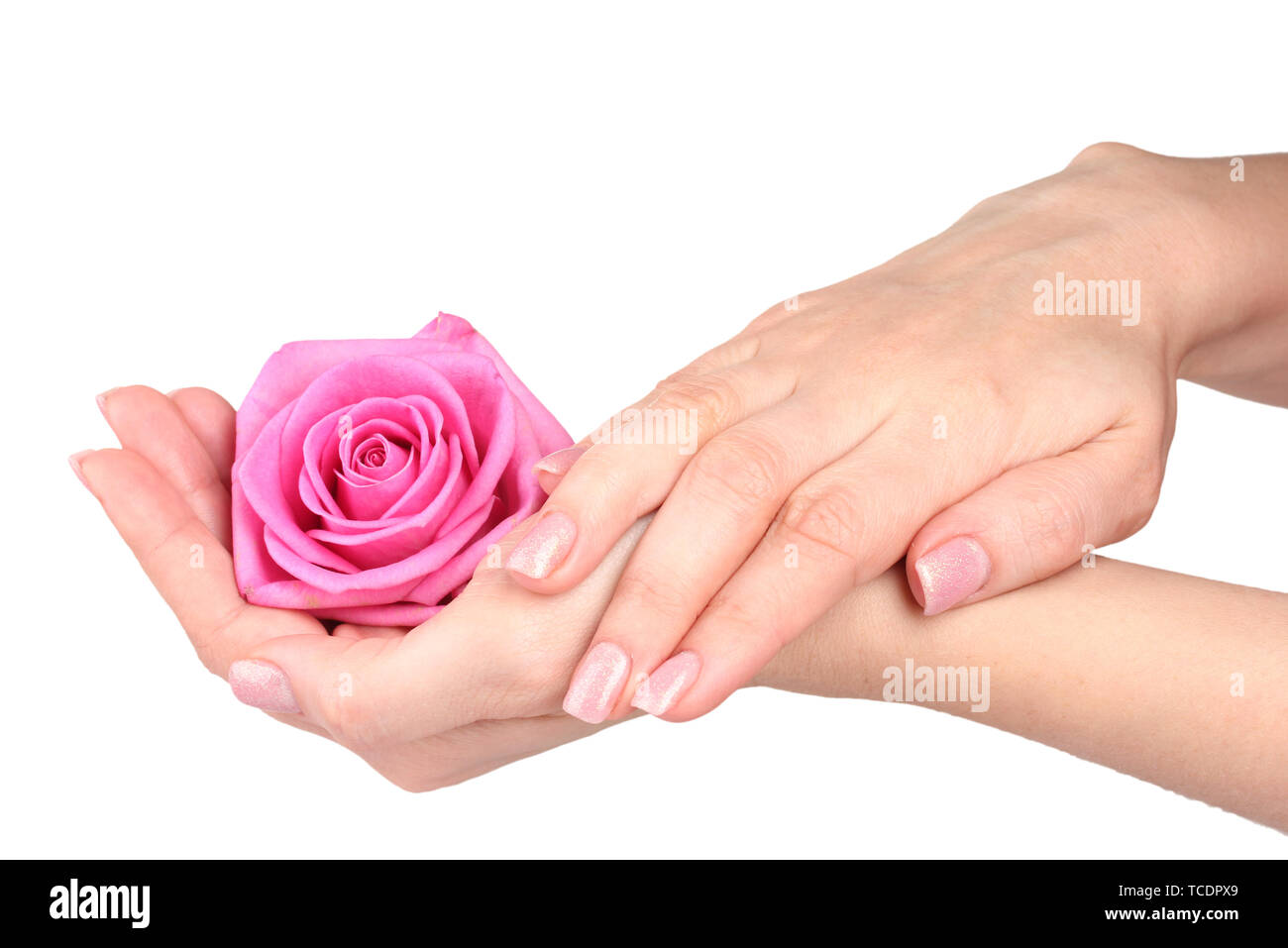 Rose in hands isolated on white Stock Photo - Alamy