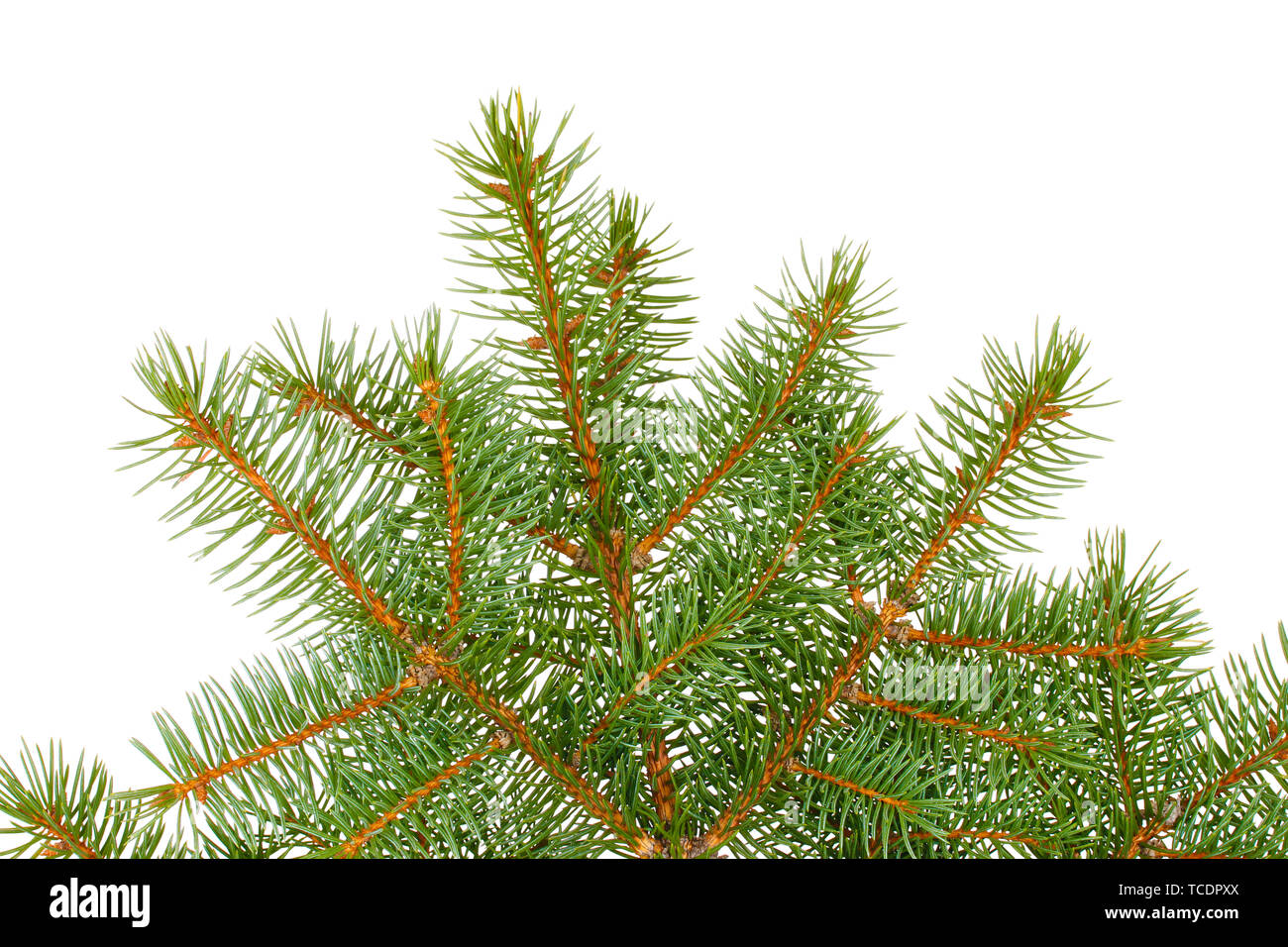 Undecorated real christmas tree hi-res stock photography and images - Alamy