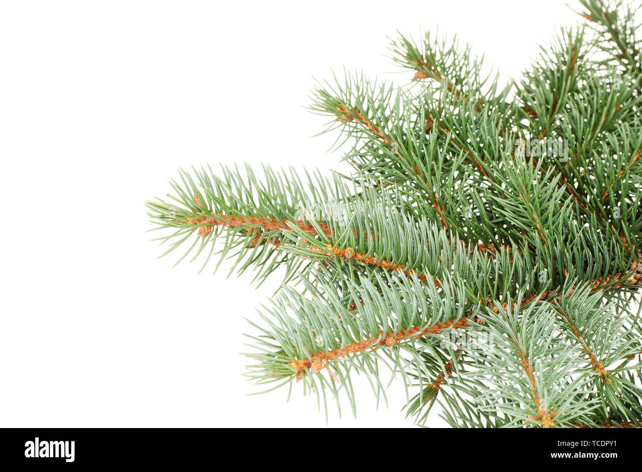 Undecorated real christmas tree hi-res stock photography and images - Alamy