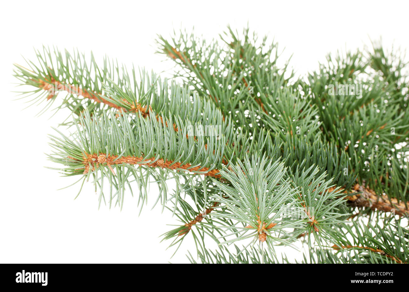 Undecorated real christmas tree hi-res stock photography and images - Alamy
