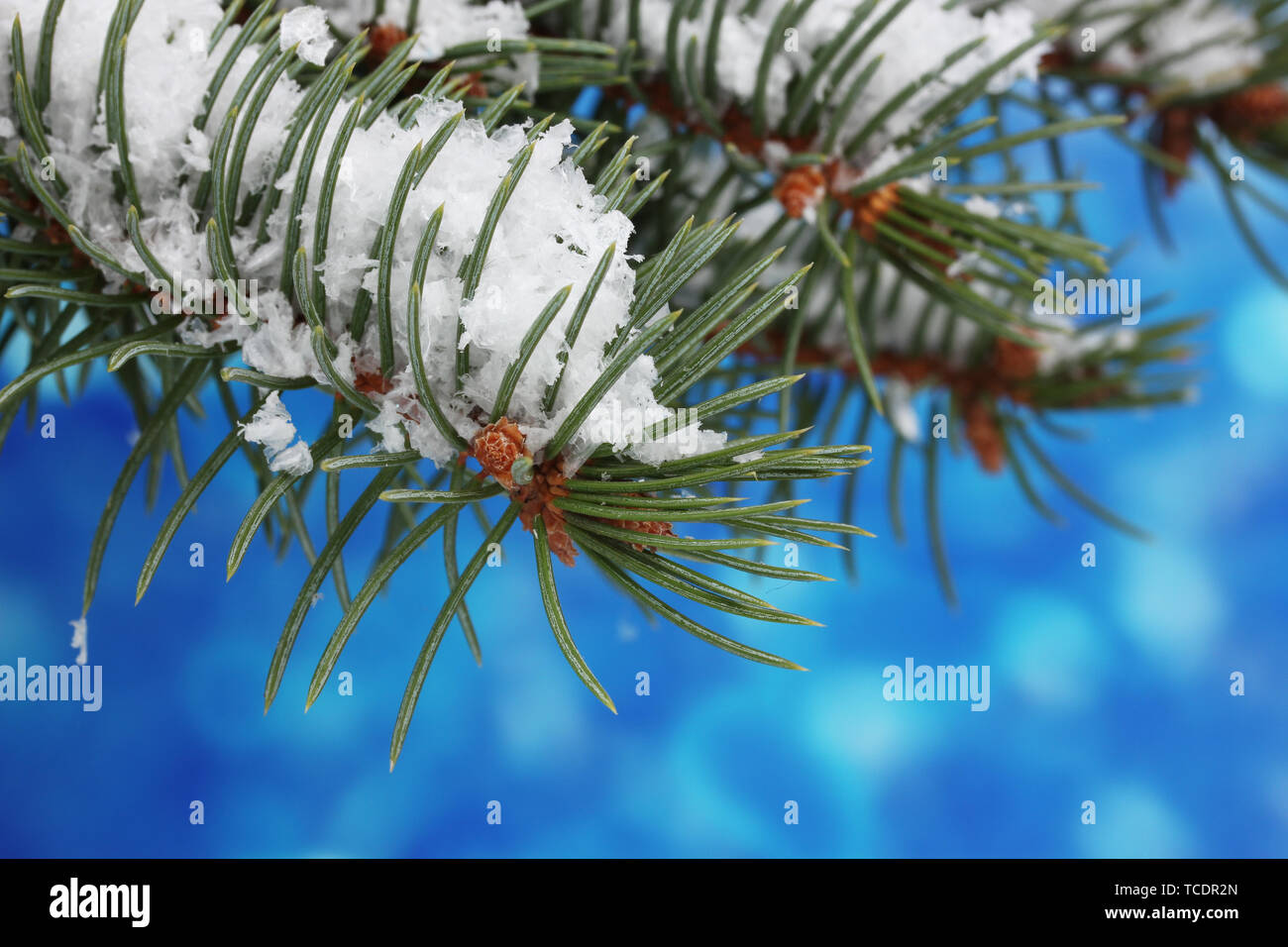 Undecorated real christmas tree hi-res stock photography and images - Alamy