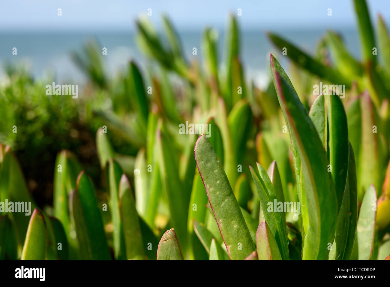 Close up of Sea Grass Plants along Pacific coast Stock Photo - Alamy