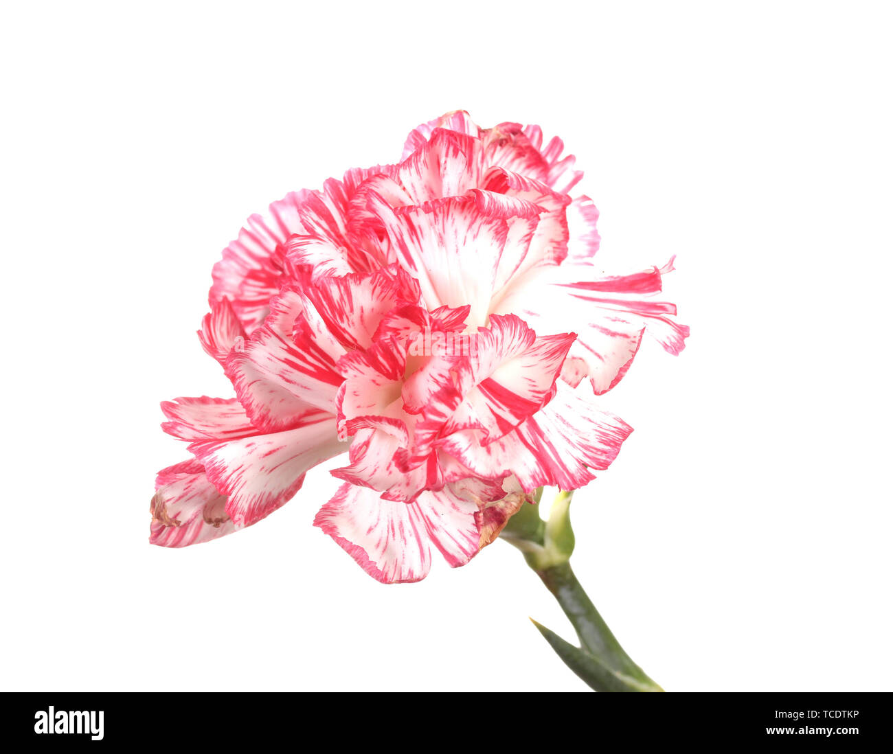 Beautiful carnation isolated on white Stock Photo - Alamy