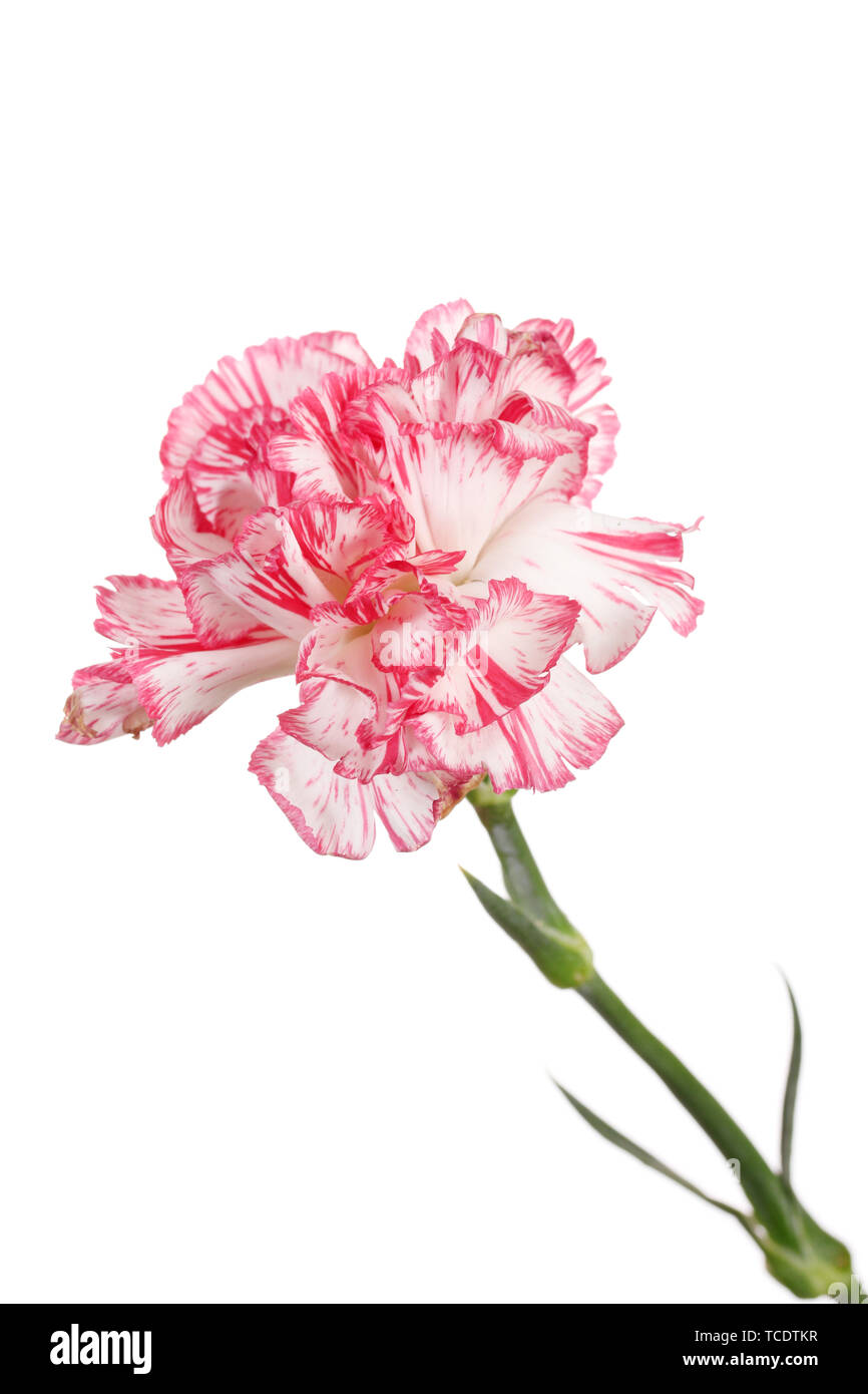 Beautiful carnation isolated on white Stock Photo - Alamy