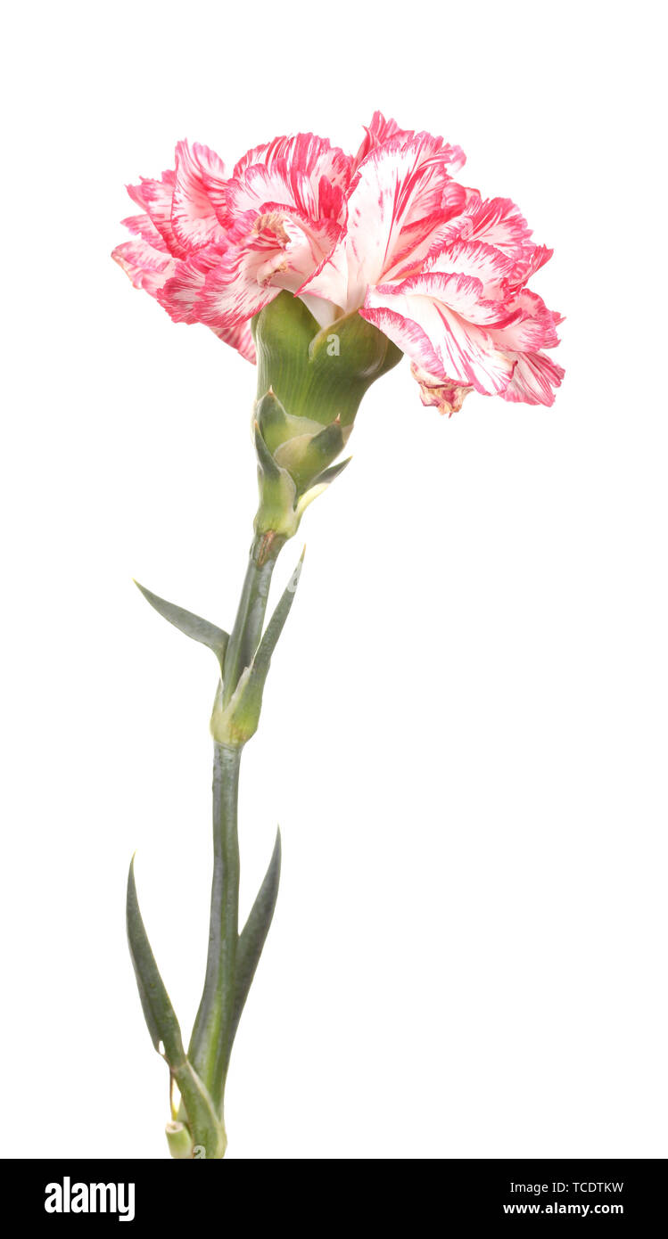 Beautiful carnation isolated on white Stock Photo - Alamy