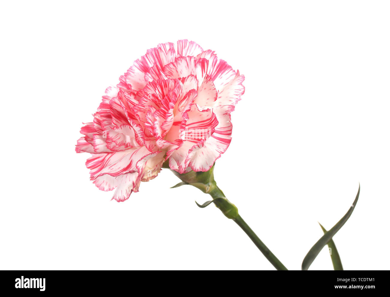 Beautiful carnation isolated on white Stock Photo - Alamy