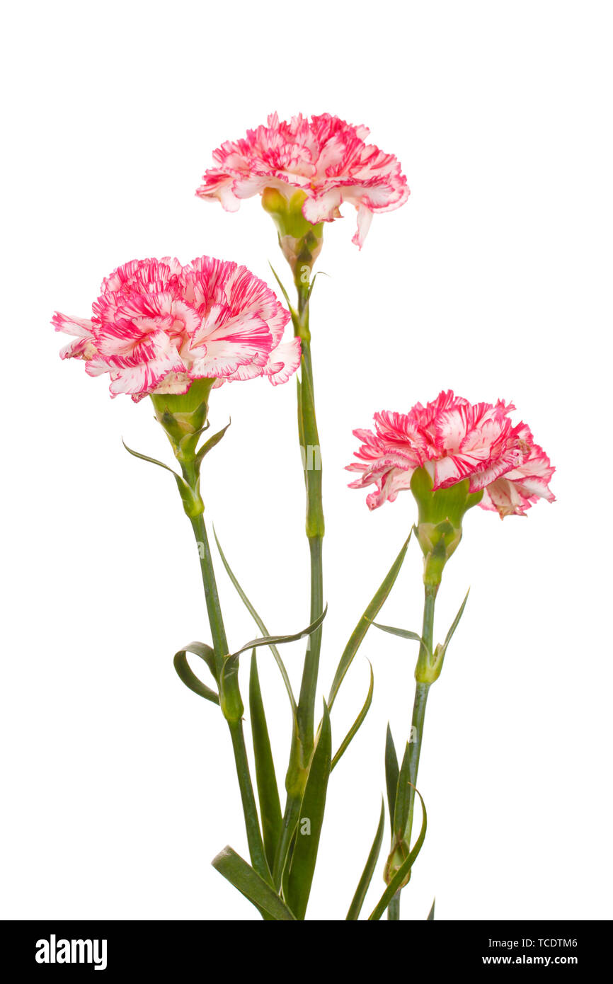 Beautiful carnations isolated on white Stock Photo - Alamy