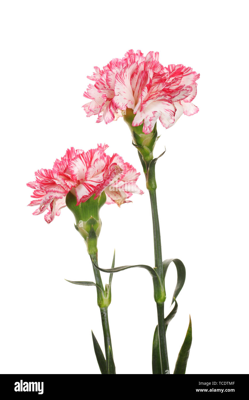 Beautiful carnations isolated on white Stock Photo - Alamy