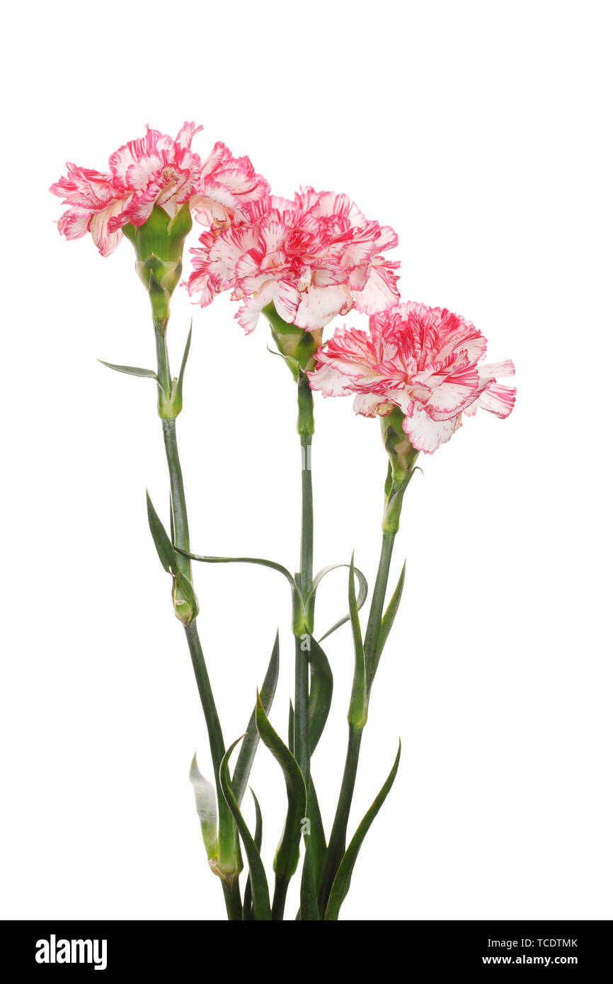 Beautiful carnations isolated on white Stock Photo - Alamy
