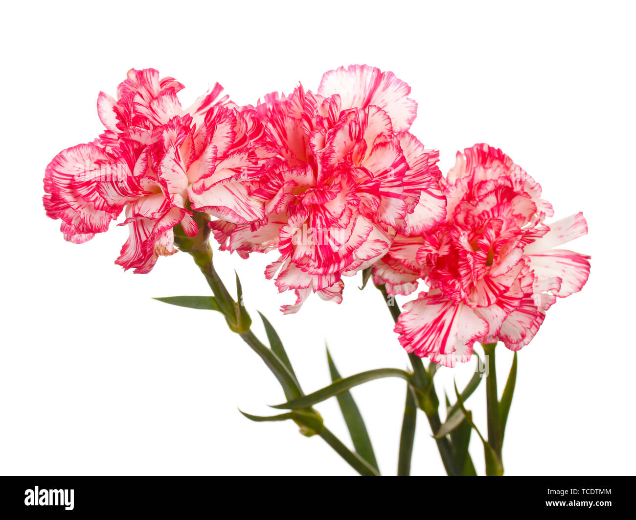 Three pink carnations Cut Out Stock Images & Pictures - Alamy