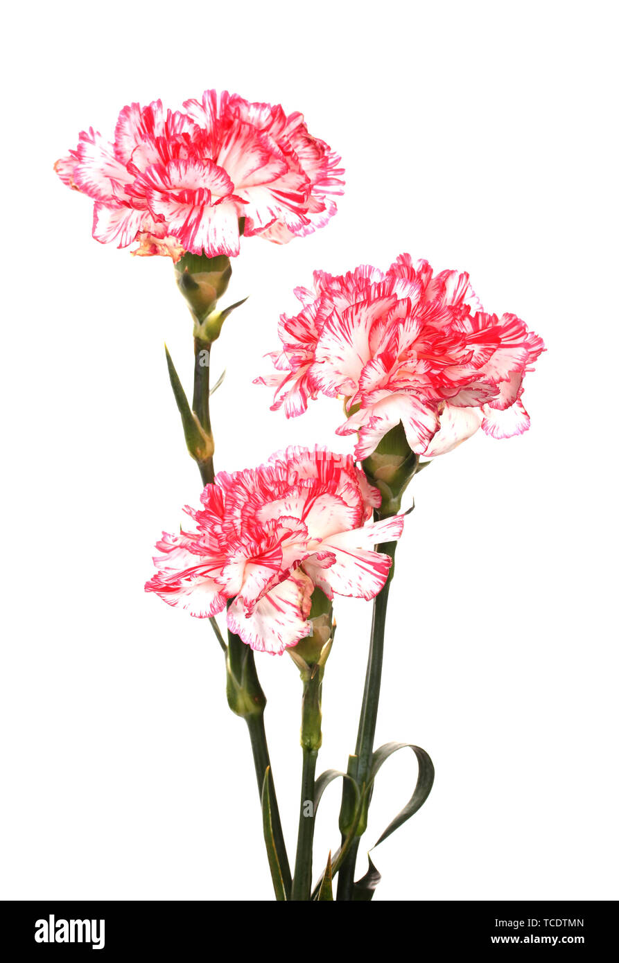 Beautiful carnations isolated on white Stock Photo - Alamy