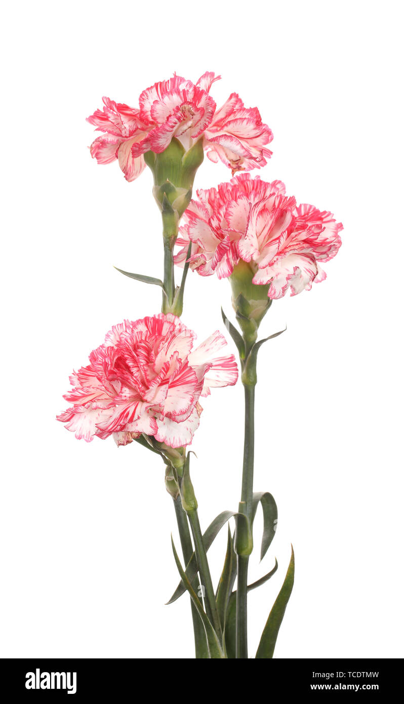 Beautiful carnations isolated on white Stock Photo - Alamy