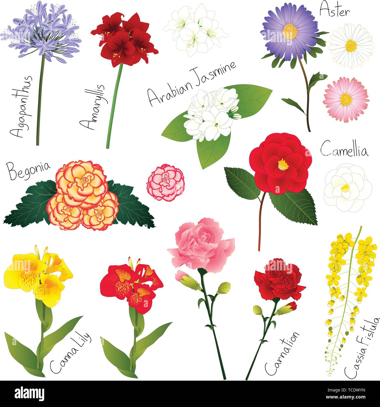 Cassia fistula Cut Out Stock Images & Pictures - Alamy