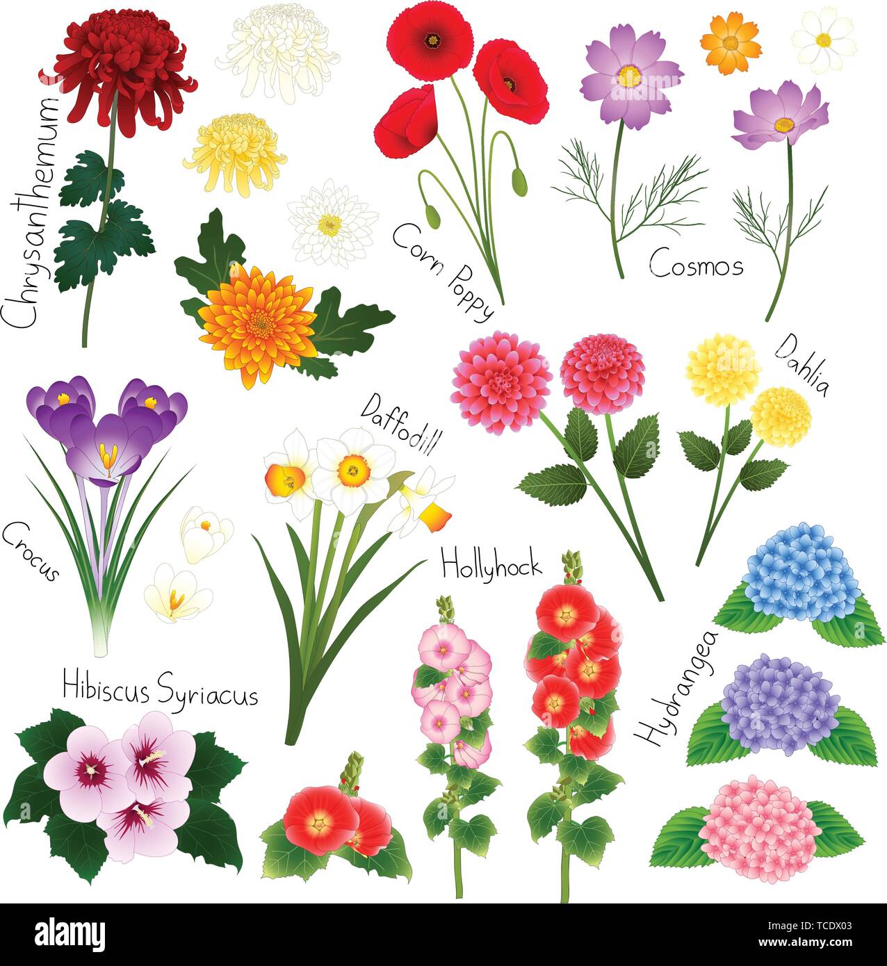 Flower Set 2. Flora Vector Collection. Botanical Illustration. isolated ...