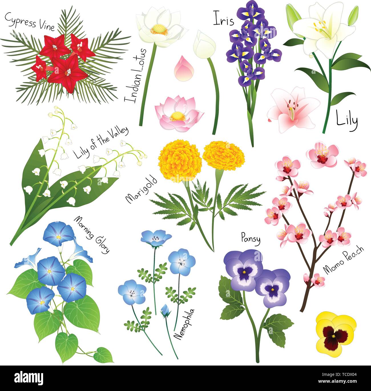 Flower Set 3. Flora Vector Collection. Botanical Illustration. isolated ...