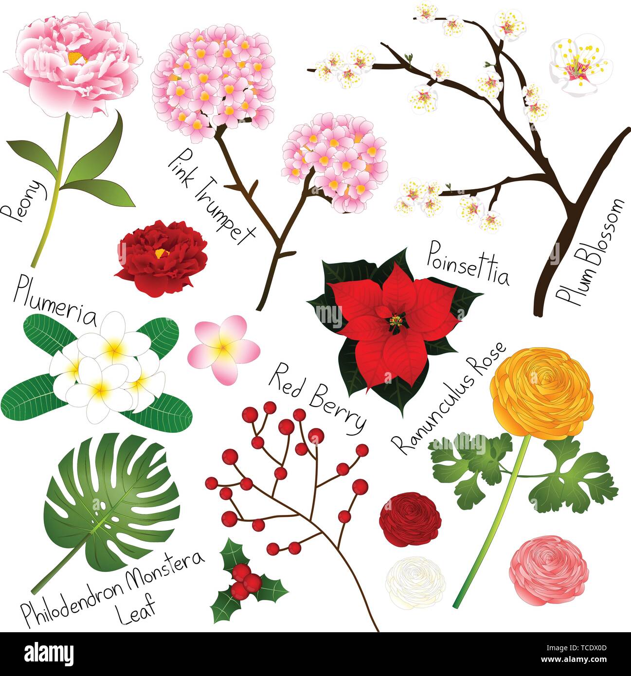 Flower Set 4. Flora Vector Collection. Botanical Illustration. isolated ...