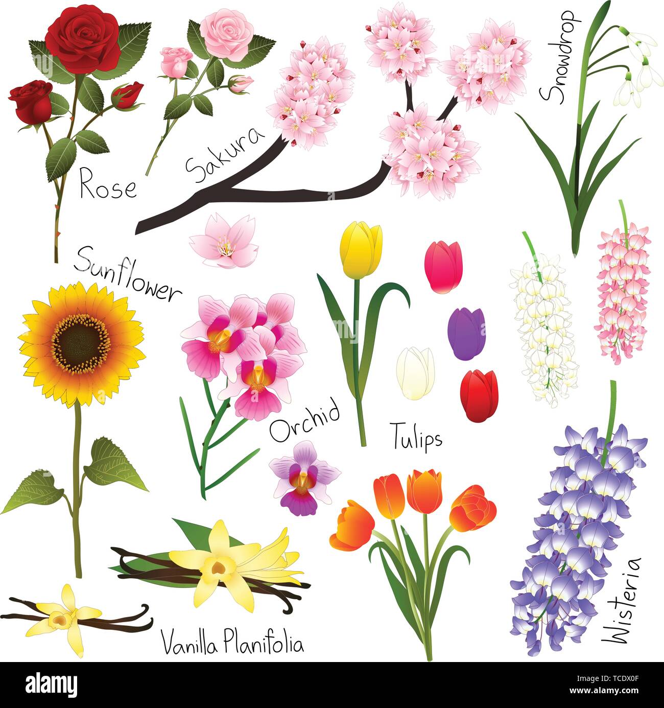 Flower Set 5. Flora Vector Collection. Botanical Illustration. isolated ...