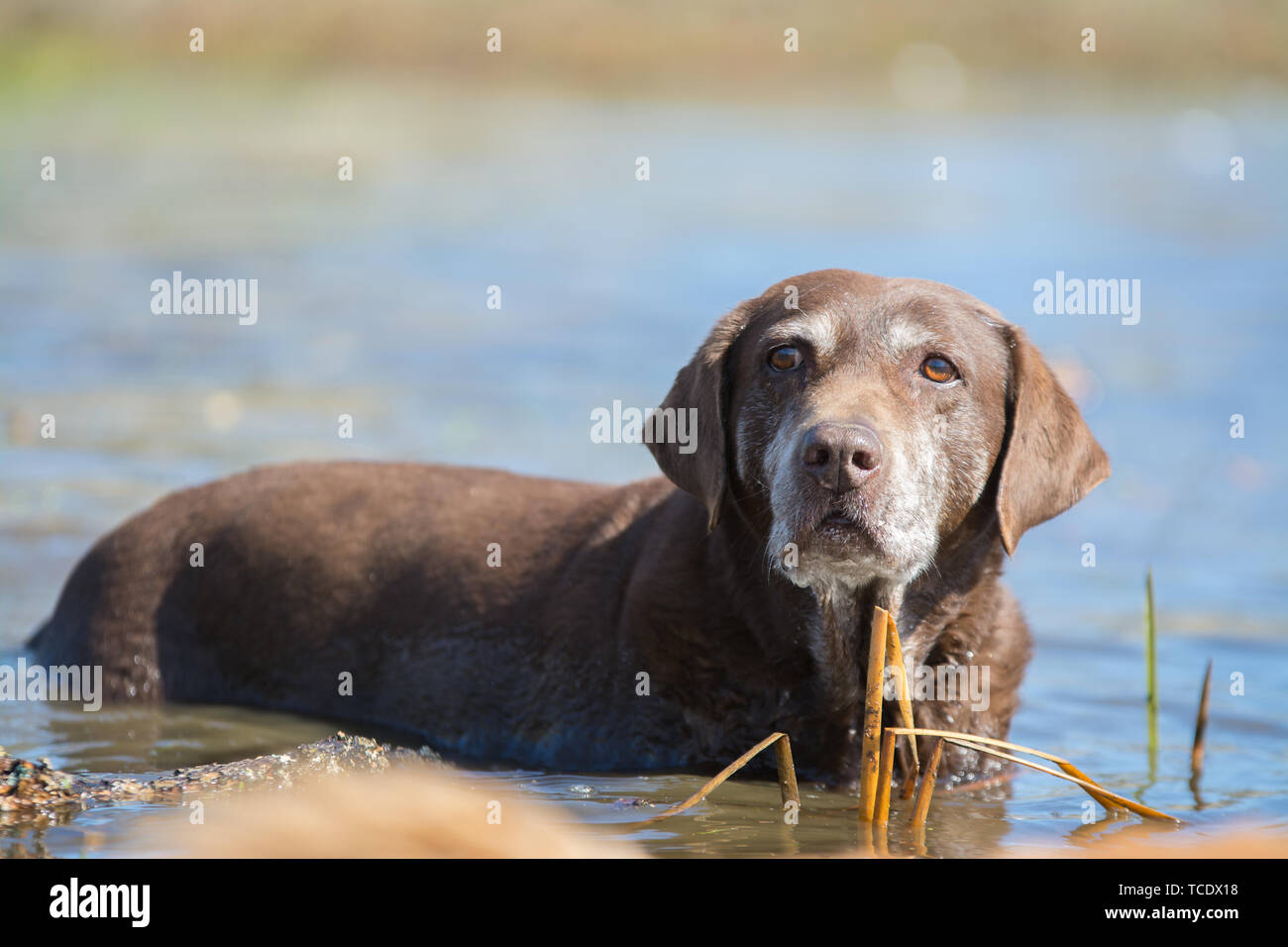 Adult brown Labrador Retriever dog standing in pond and looking at ...