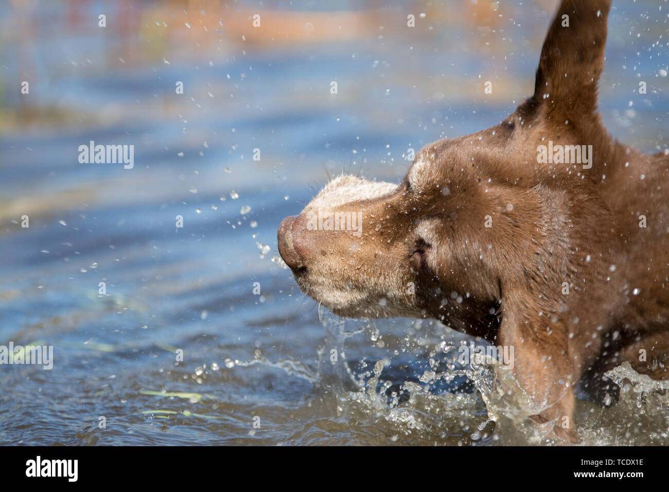 Labrador retriever dog drinking hi-res stock photography and images - Alamy