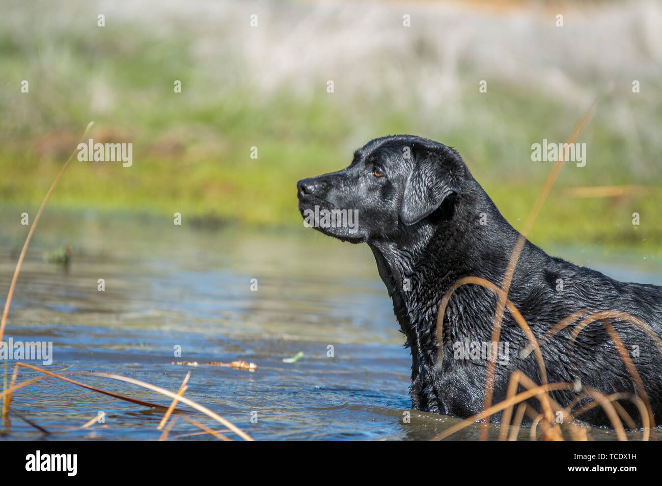 Side view of concentrated Labrador Retriever dog standing in pond water ...