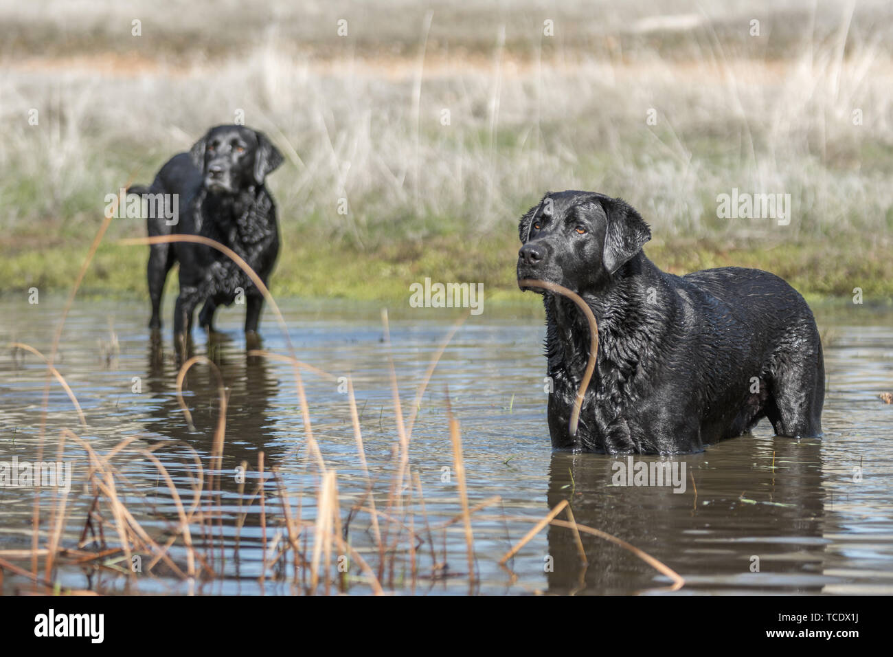 Black labrador retriever two standing hi-res stock photography and ...