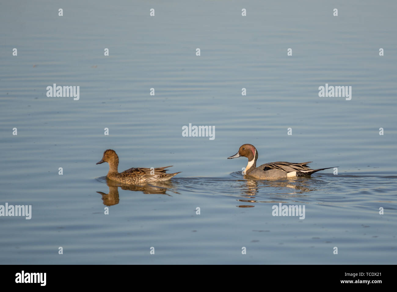 Side view of two ducks swimming in clear pond water Stock Photo - Alamy