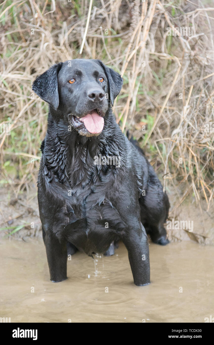 Beautiful big black colored Labrador dog standing in dirty water of ...