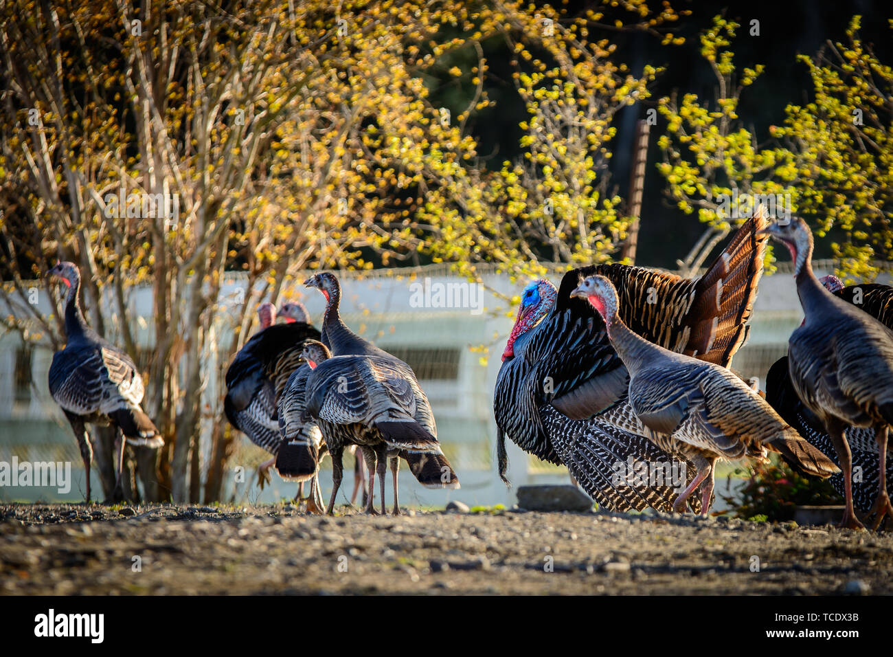 View of male and female turkeys gathering on courtyard of rural ...